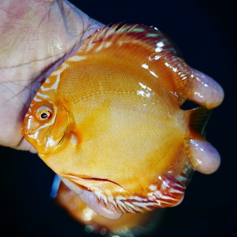 Intermediate Albino Golden Discus Discus