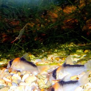 Orange Laser Cory | Discus.com