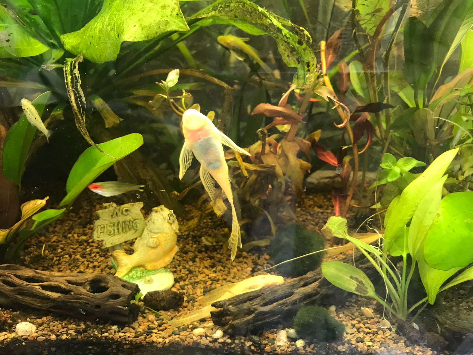Albino Long-Finned Bushy Nose Plecostomus | Discus.com