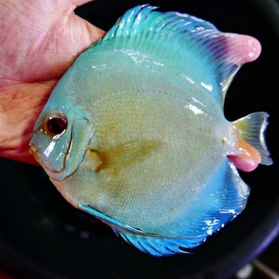 Blue Diamond Discus With Deep Blue Gene | Discus.com