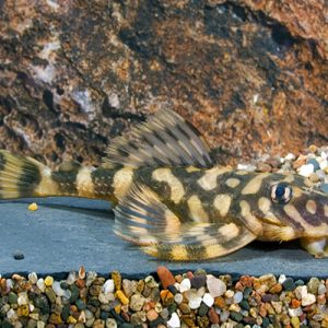 Longfin Bushy Nose Pleco | Discus.com
