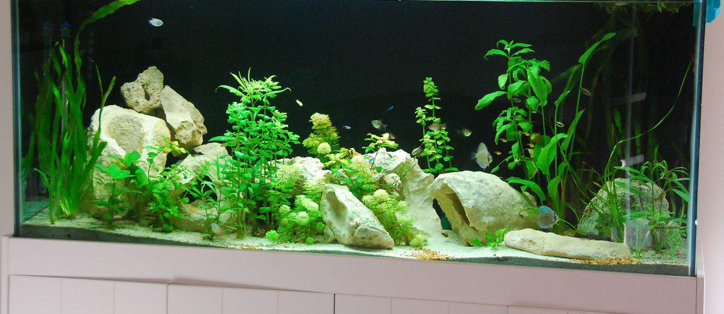 The Discus Community Aquarium, by Uncle Bill – Discus.com