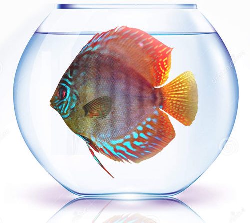 Tank Sizing and Substrates for a Discus Aquarium – Discus.com