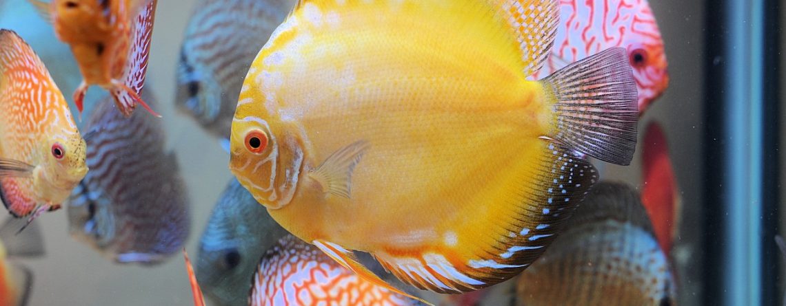 What Stress Means, and Why it is Bad for Your Fish – Discus.com