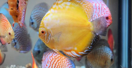 Discus Plague aka Black Death Disease is a Viral Infection – Discus.com