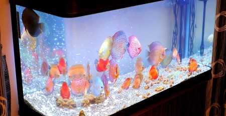 The Ideal Water Temperature for Discus | Discus.com