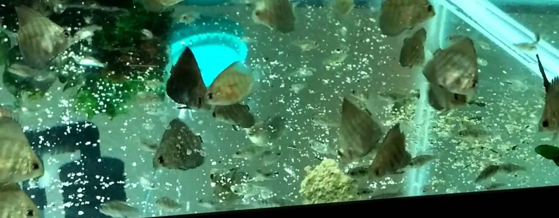 A Sample Discus Feeding Regimen & Classic Beef Heart Recipe | Discus.com