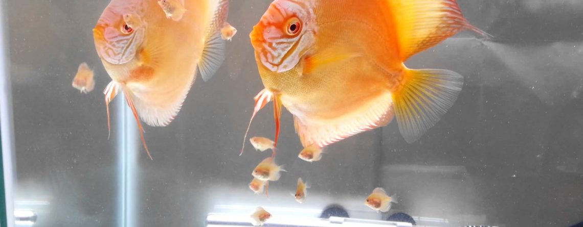 10 Tips on Getting Discus Fry to Attach to Breeding Pairs | Discus.com