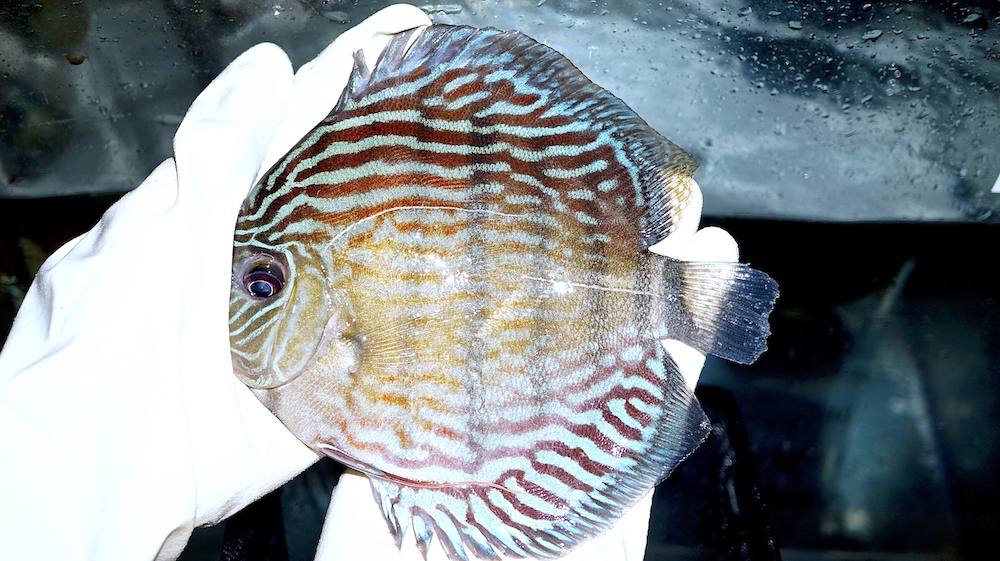 Wild Ica Black Discus – Discus.com
