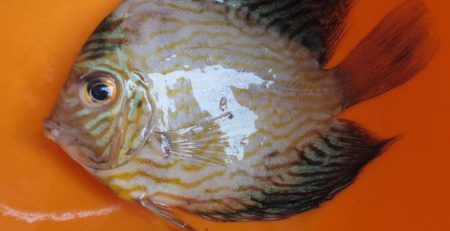 Hole in the Head Disease: Head & Lateral Line Erosion in Discus ...