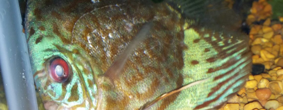 Common Causes of Fish Stress in the Aquarium – Discus.com