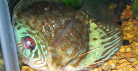 Discus Plague aka Black Death Disease is a Viral Infection | Discus.com