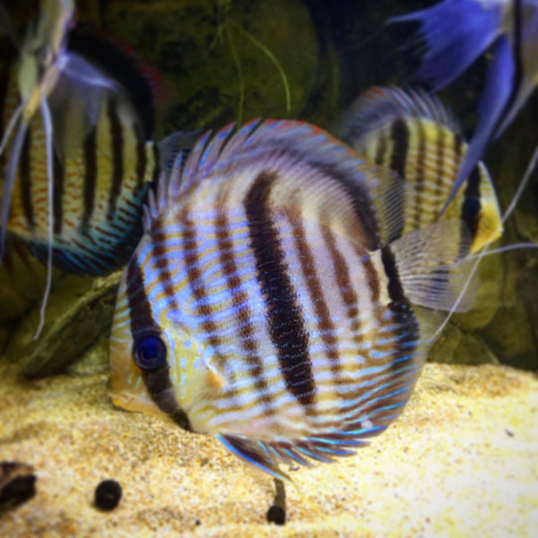 Wild Brazilian Yellow Heckel Discus | Discus.com