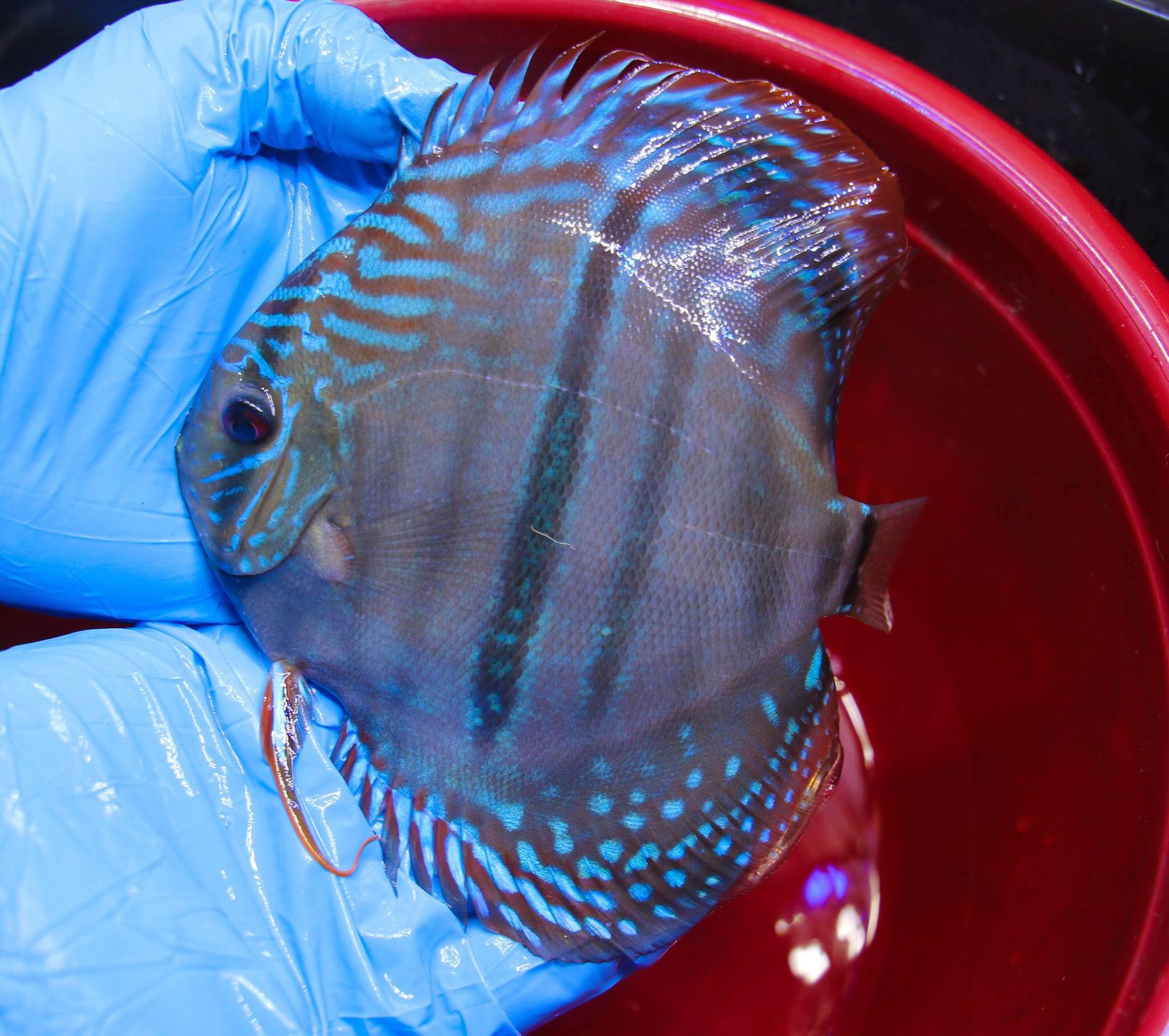 Wild Brazilian Rio Ica Discus | Discus.com