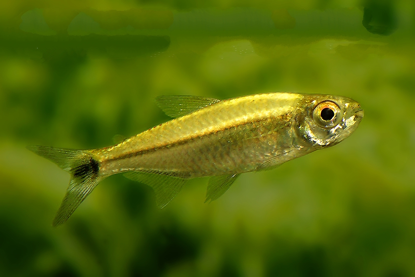 Gold Tetra | Discus.com