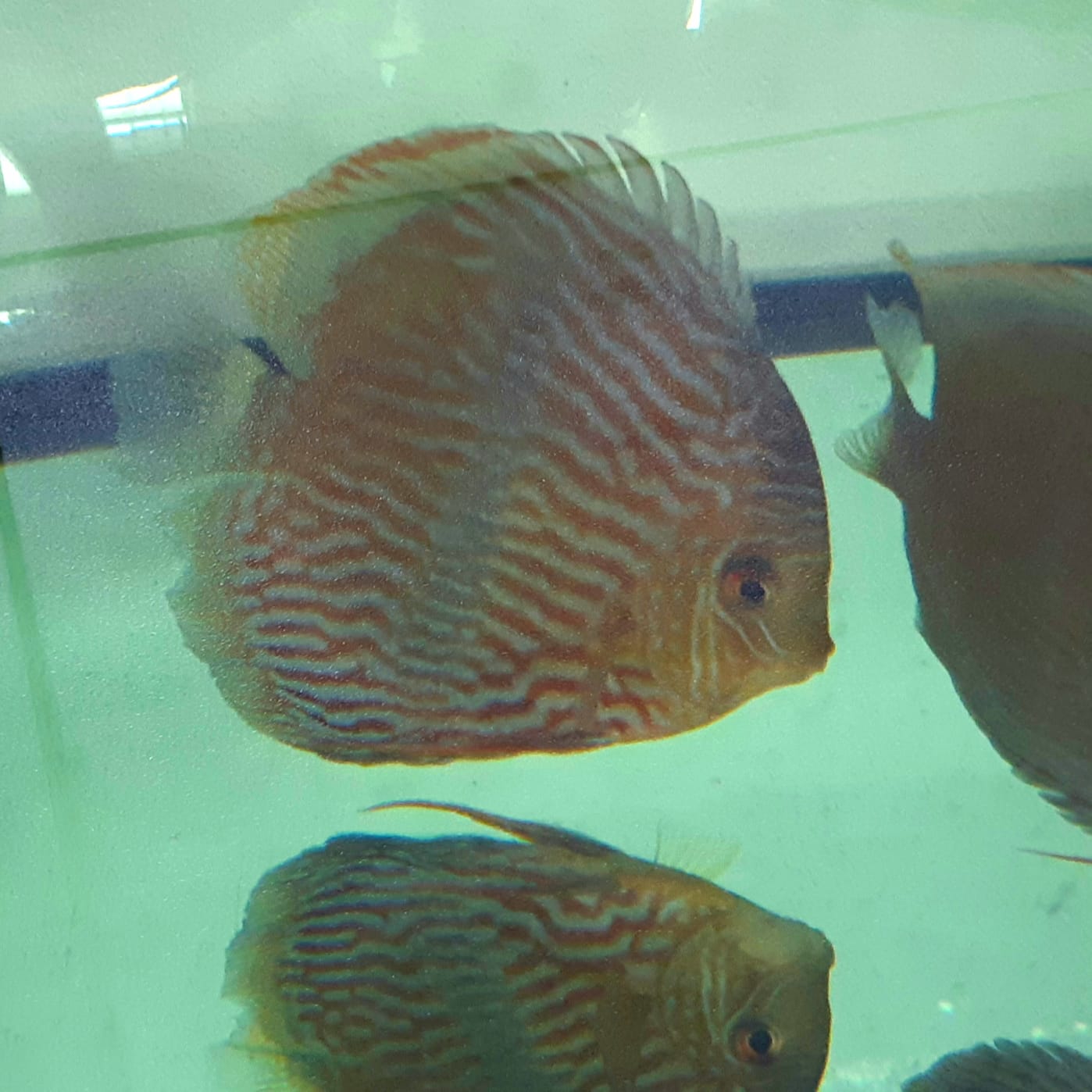 Wild Nhamunda Red Heckel Discus | Discus.com