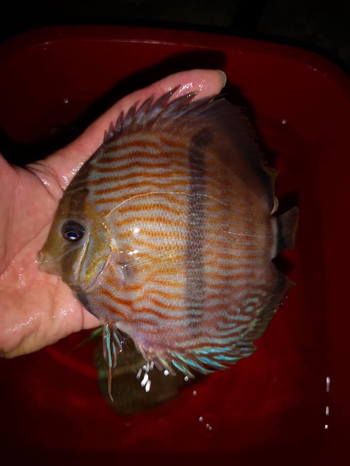 Wild Nhamunda Red Heckel Discus | Discus.com