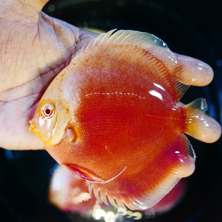 Albino Red White Discus | Discus.com