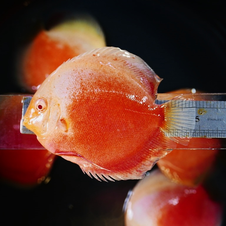 Albino Red White Discus | Discus.com