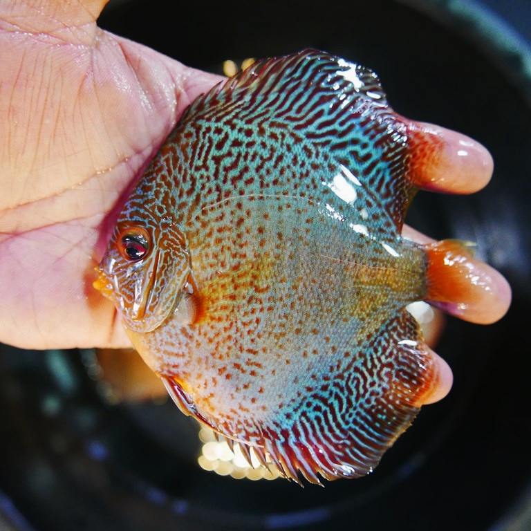 Blue Red Snakeskin Discus, High Body | Discus.com