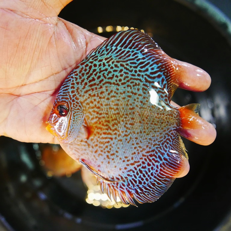 Blue Red Snakeskin Discus, High Body | Discus.com