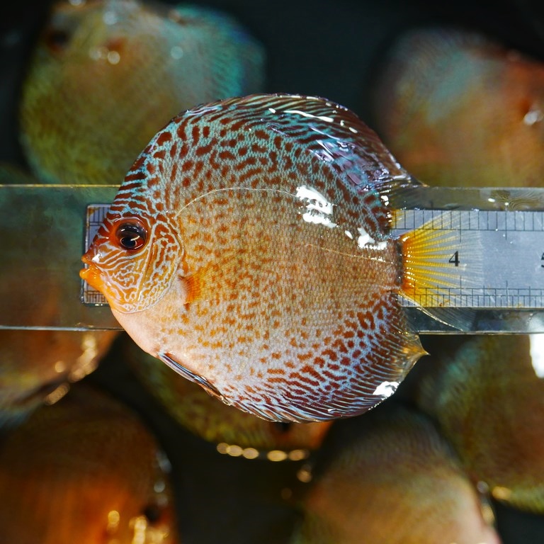 Blue Red Snakeskin Discus, High Body | Discus.com