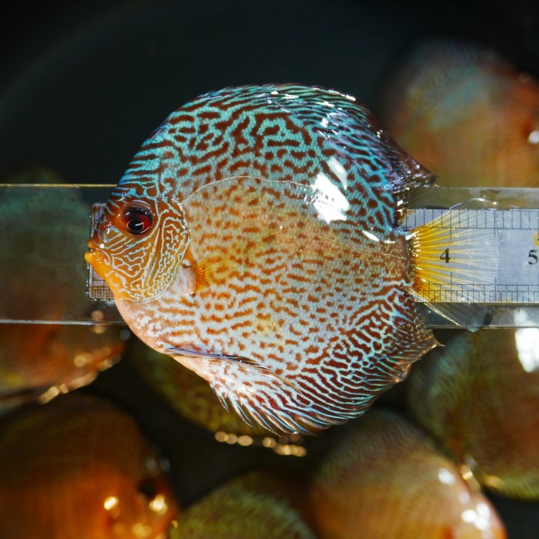 Blue Red Snakeskin Discus, High Body | Discus.com
