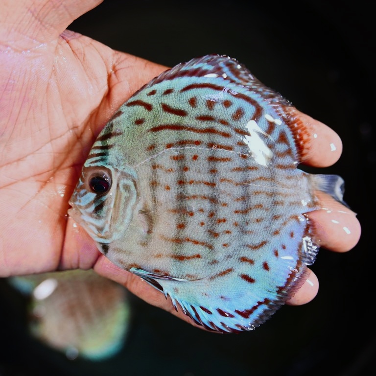Blue Spotted Turquoise Discus | Discus.com