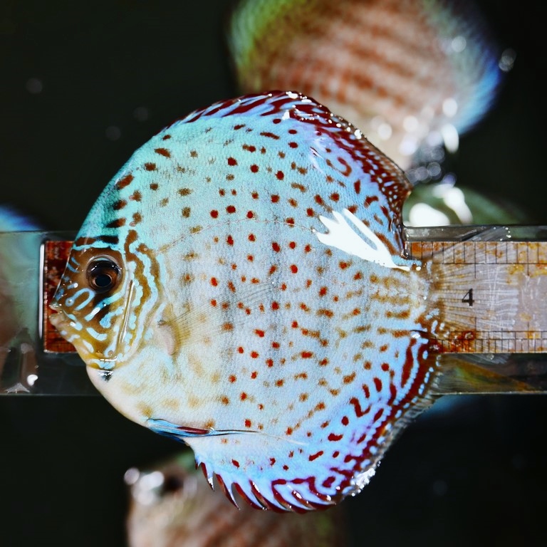 Blue Spotted Turquoise Discus | Discus.com