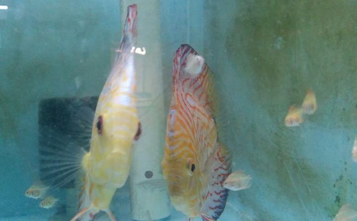 Discus Social Behavior, Feeding, and Breeding Basics | Discus.com