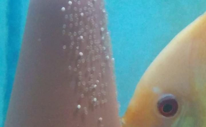 Breeding Discus with Cones | Discus.com