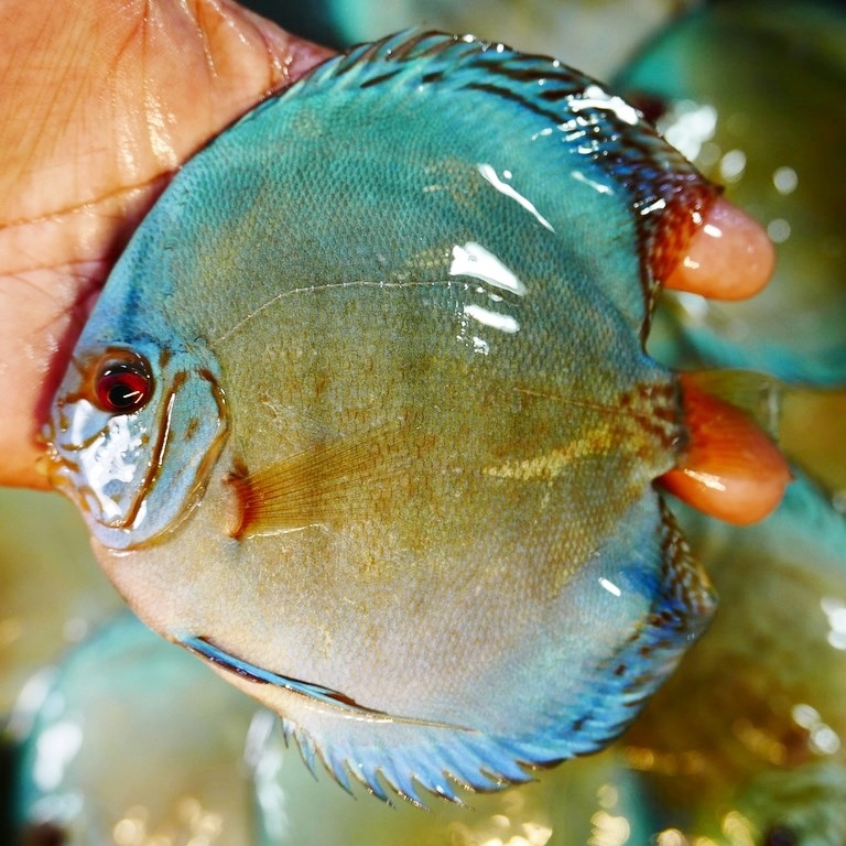 Classic Cobalt Discus | Discus.com