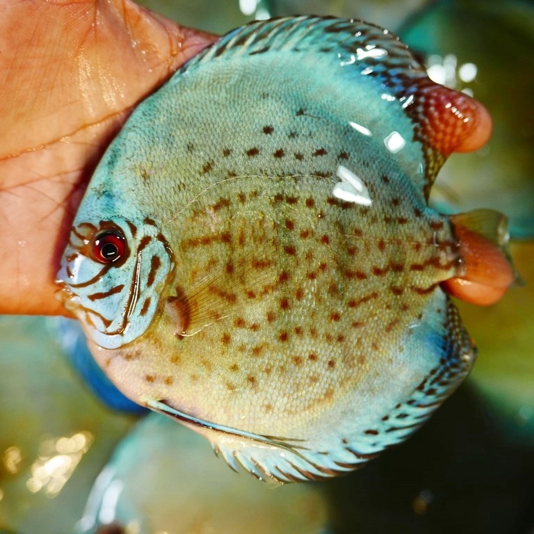 Classic Cobalt Discus | Discus.com