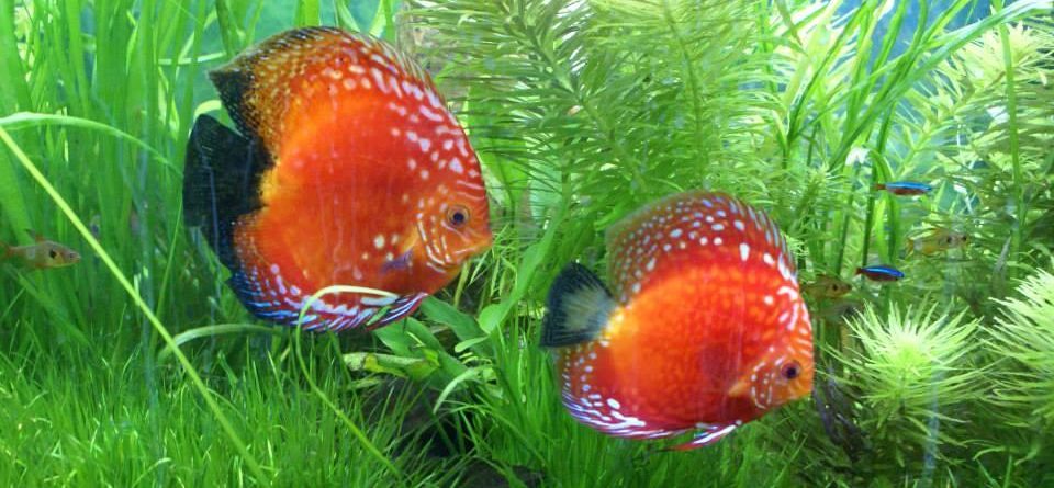 Plants and Breeding Discus | Discus.com