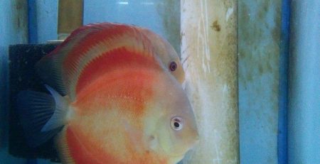 More on Sexing Discus Fish – Discus.com