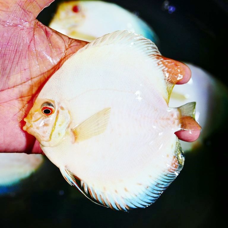 White Butterfly Discus – Discus.com