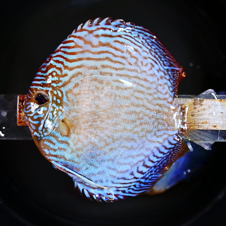 "Giant Blue" Turquoise Discus | Discus.com