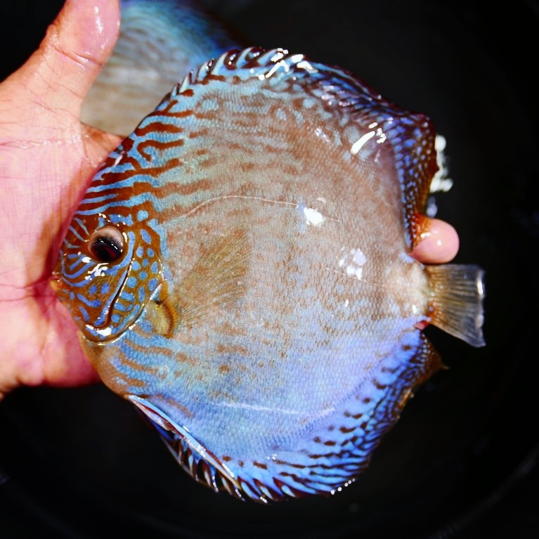 "Giant Blue" Turquoise Discus | Discus.com