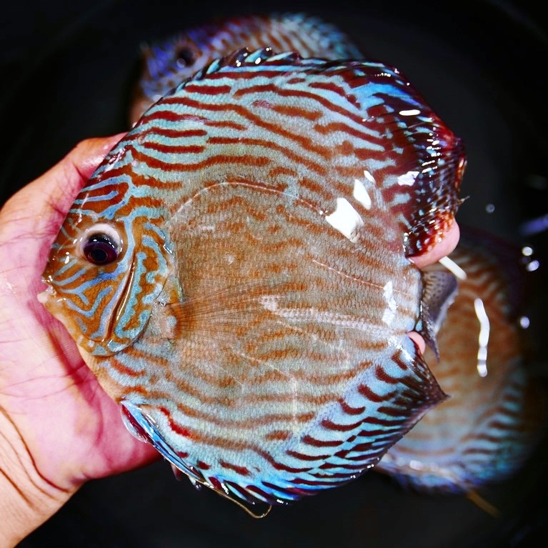 "Giant Blue" Turquoise Discus | Discus.com