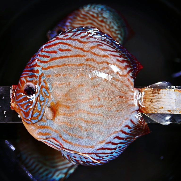 "Giant Blue" Turquoise Discus | Discus.com
