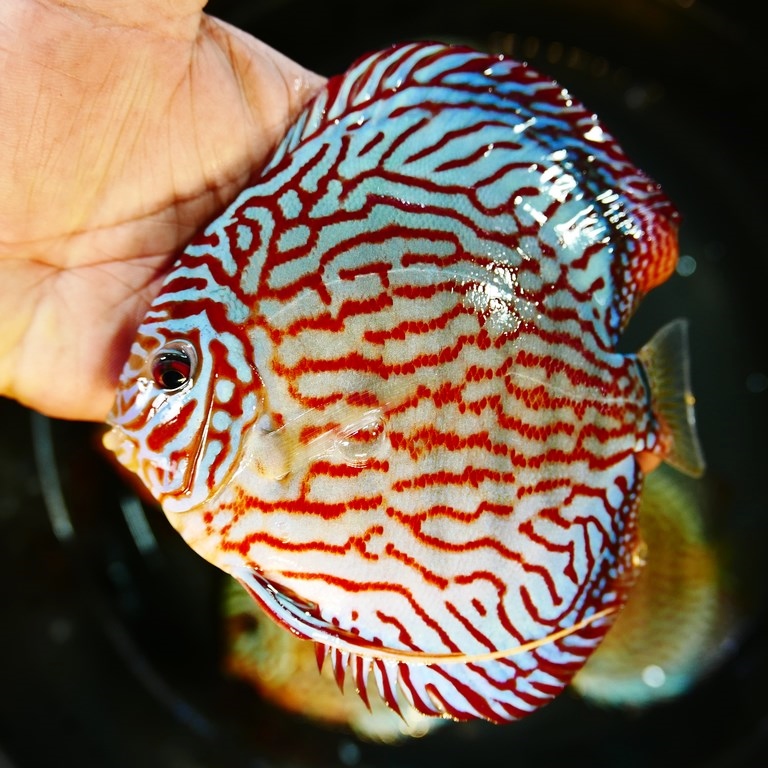 Giant Flora Cross Discus | Discus.com