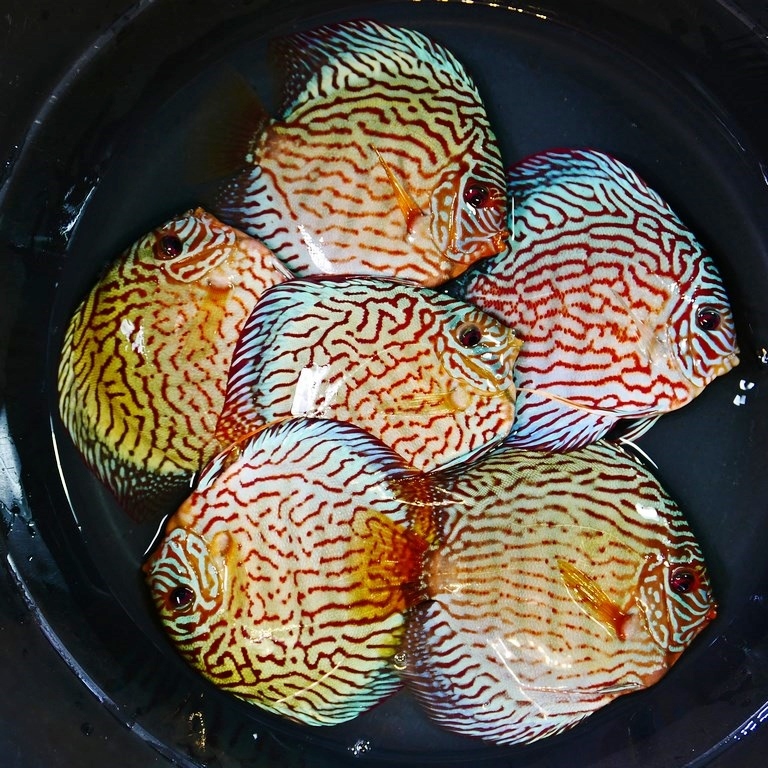 Giant Flora Cross Discus | Discus.com