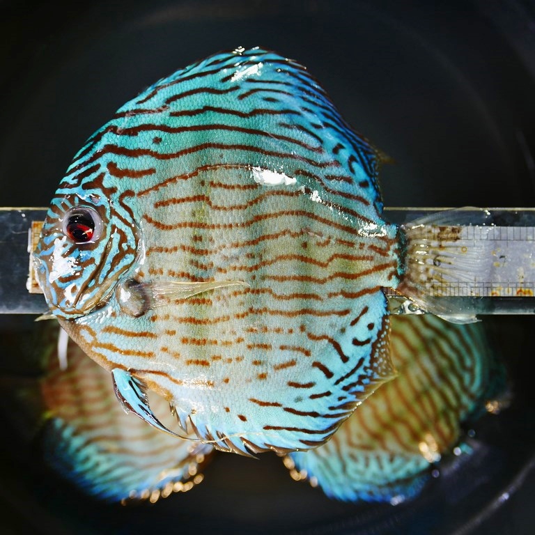 Brilliant Blue Turquoise Discus | Discus.com
