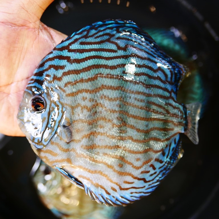 Brilliant Blue Turquoise Discus | Discus.com