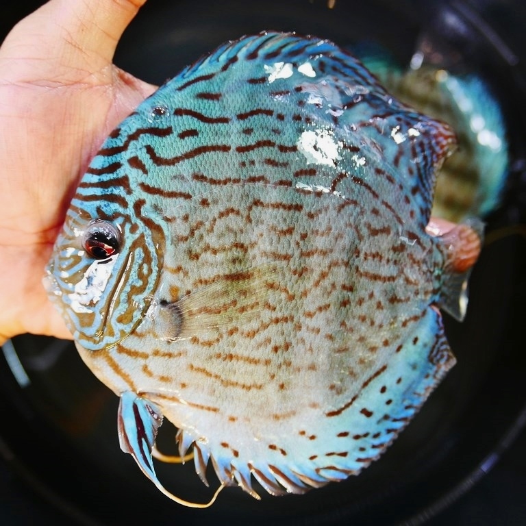 Brilliant Blue Turquoise Discus | Discus.com