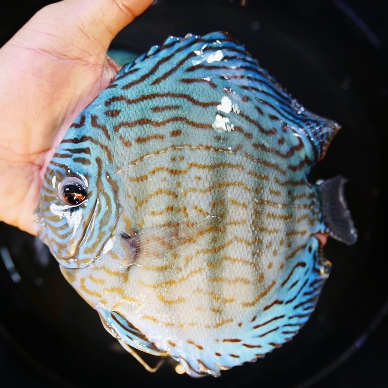 Brilliant Blue Turquoise Discus | Discus.com