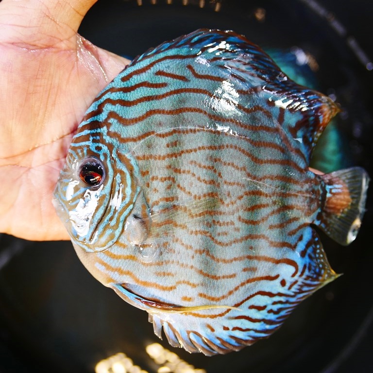 Brilliant Blue Turquoise Discus | Discus.com