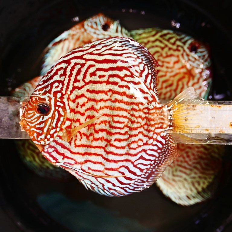 Striated Red Flora Cross Discus | Discus.com