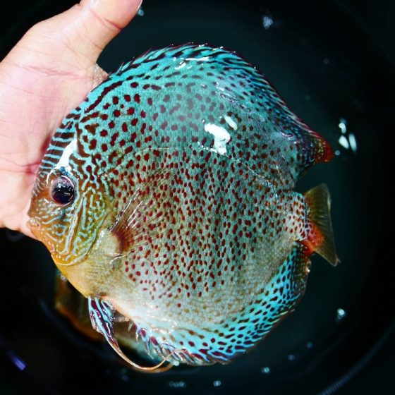 Red Leopard Snakeskin Discus, Blue Base | Discus.com