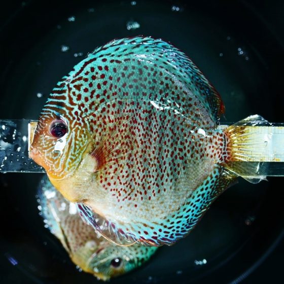 Red Leopard Snakeskin Discus, Blue Base | Discus.com